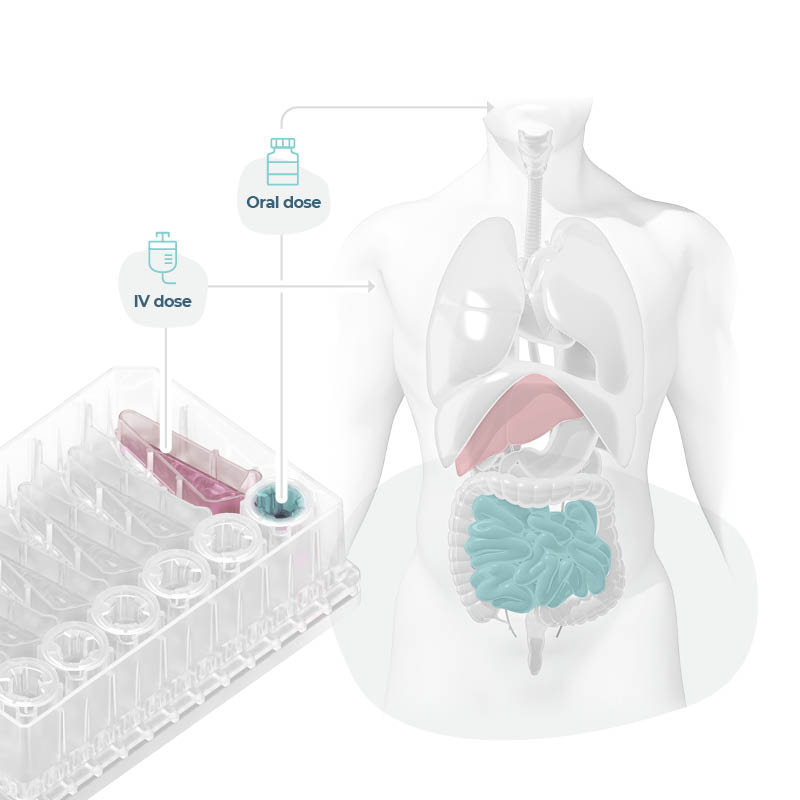 De-risking drug-induced liver injury through organ-on-a-chip