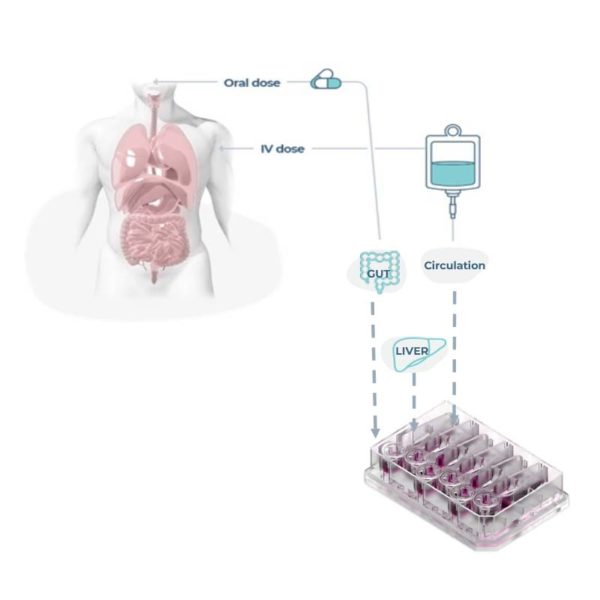 Predict Human Oral Drug Bioavailability | In-Vitro Assay