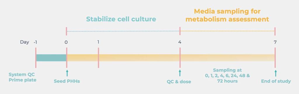 In Vitro ADME Studies | Organ-on-a-Chip Services | CN Bio