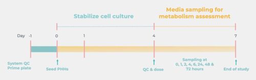 In Vitro ADME Studies | Organ-on-a-Chip Services | CN Bio