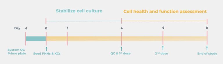 De-Risk DILI | In Vitro Hepatotoxicity Services | CN Bio