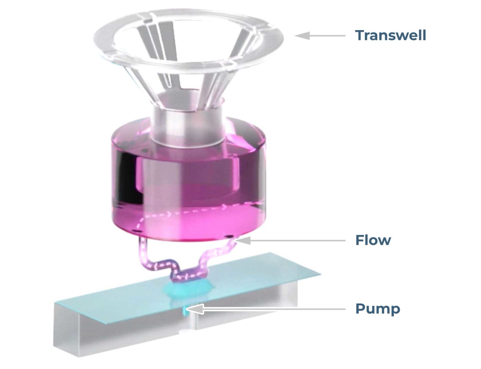 Barrier Models | PhysioMimix® Barrier Plates | CN Bio