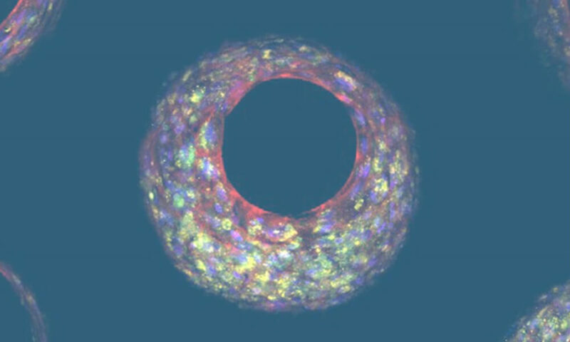 Blog | Taking organoids to the next level | CN Bio