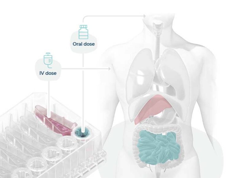 Predict Human Oral Drug Bioavailability | In-Vitro Assay