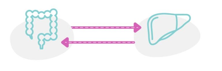 In vitro human Gut/Liver models | ADME confidence before FIH