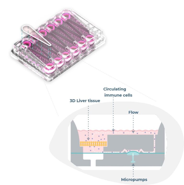 Microphysiological systems for mAbs development | CN Bio
